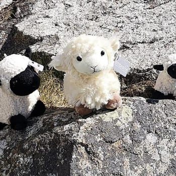 Fanad Sheep - Fanad Lighthouse