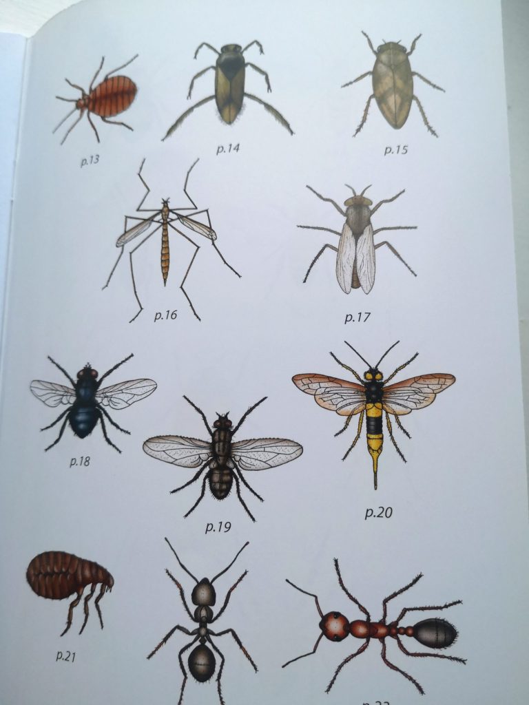 Children's Book - Creepy Crawlies - Colouring & Guide Book - Fanad ...