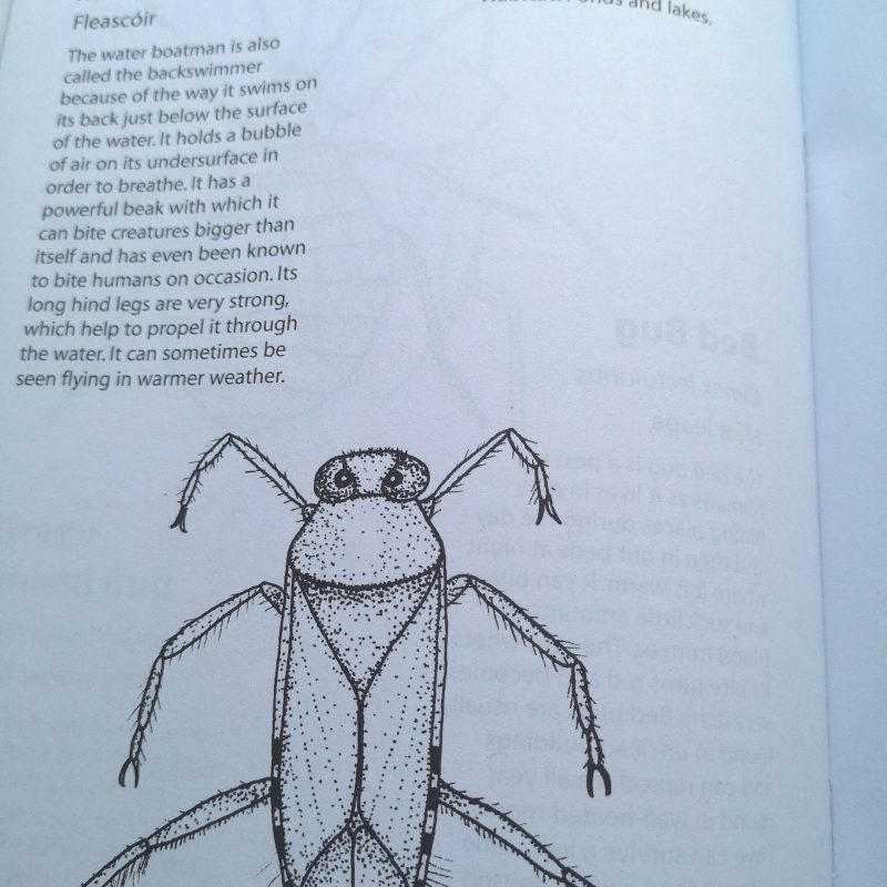 Children's Book - Creepy Crawlies - Colouring & Guide Book - Fanad ...